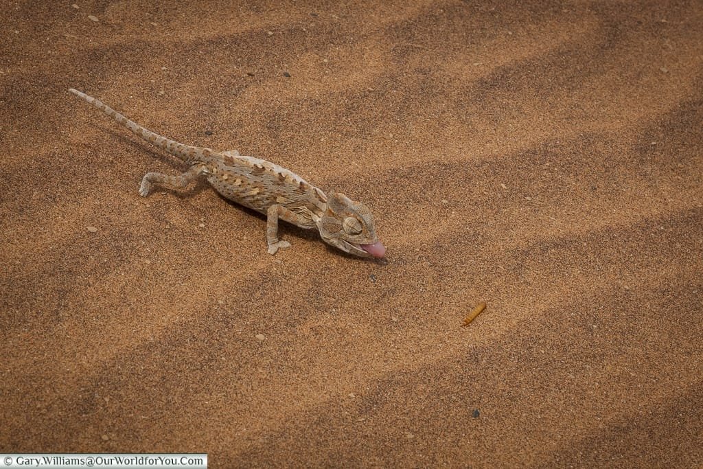 The Little 5, Living Desert tour, Namibia - Our World for You