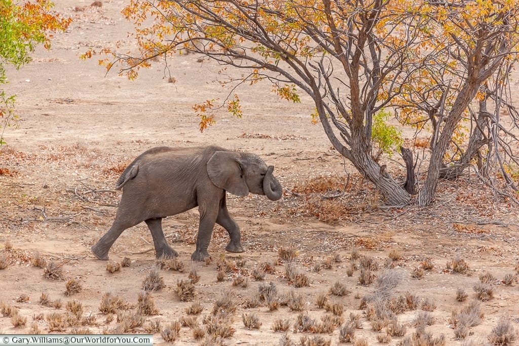 Those Elusive Desert Elephants - Our World for You