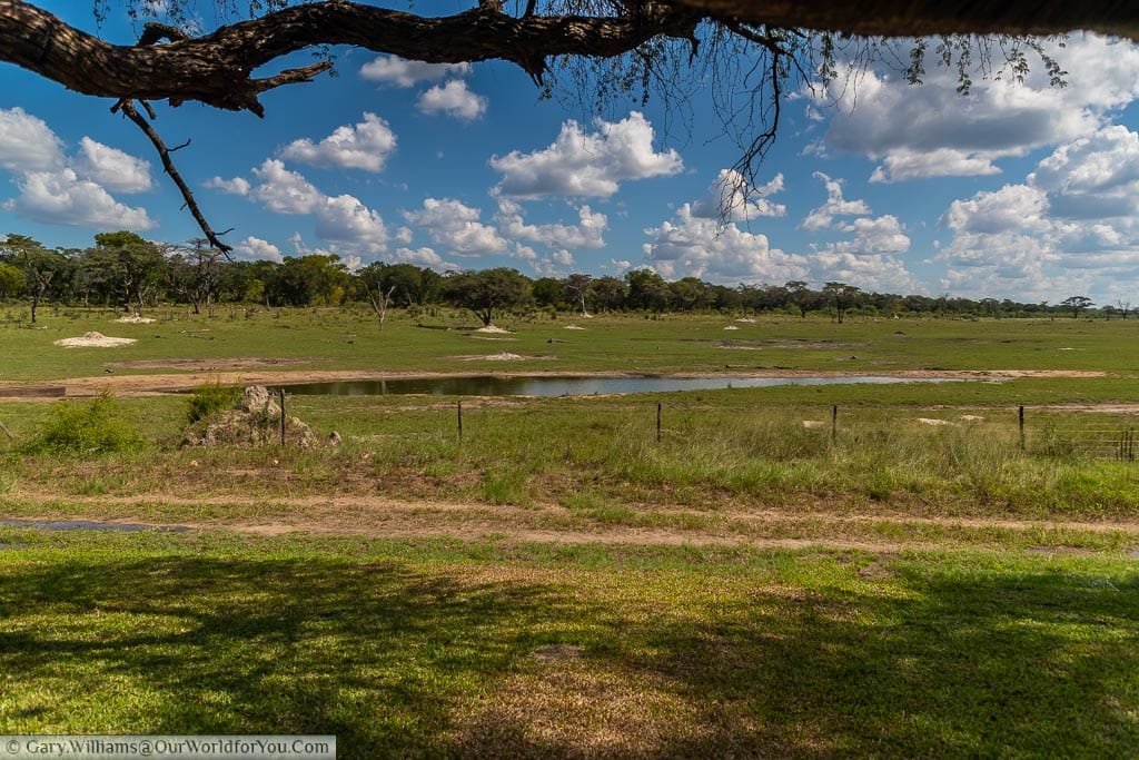 Staying in The Tree Lodge at Sikumi, Hwange, Zimbabwe - Our World for You