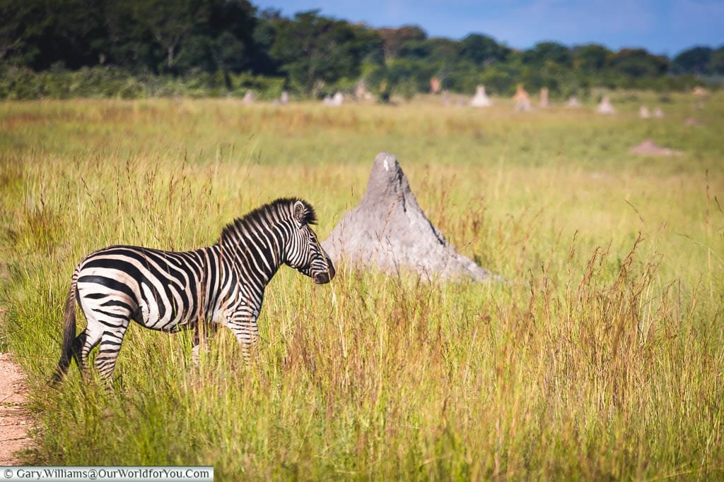 Evening safari drive, Tree Lodge at Sikumi, Hwange, Zimbabwe - Our ...