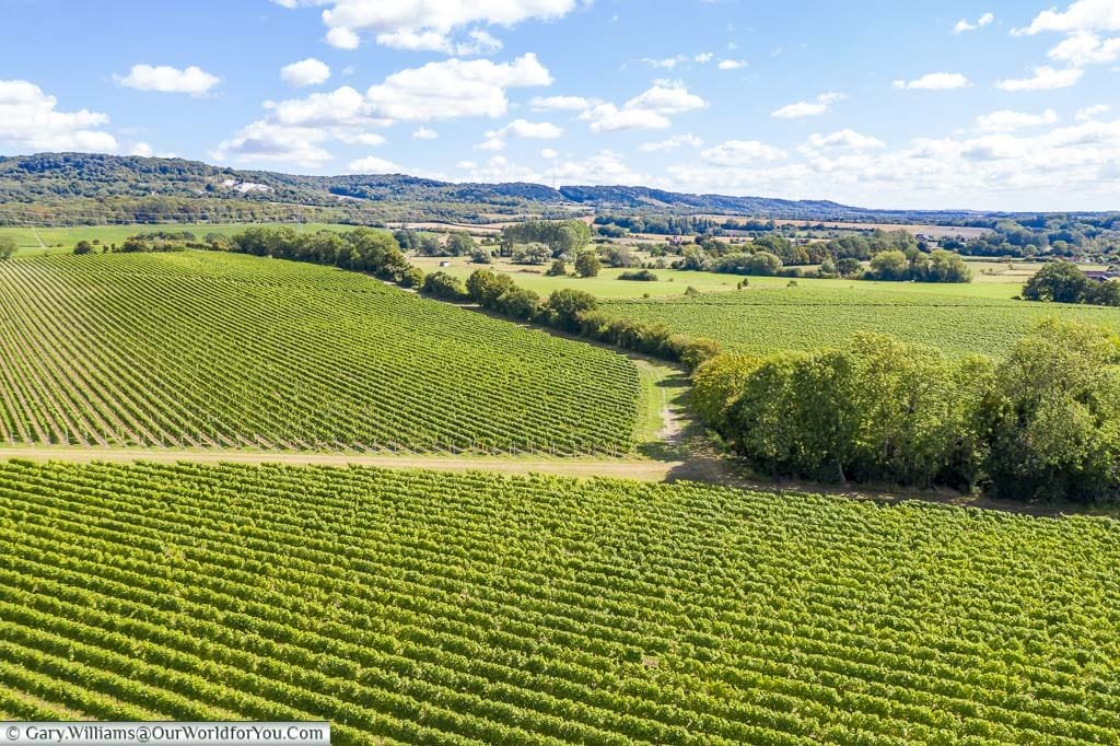 A tour and tasting at Chapel Down Vineyard in Kent, England - Our World ...