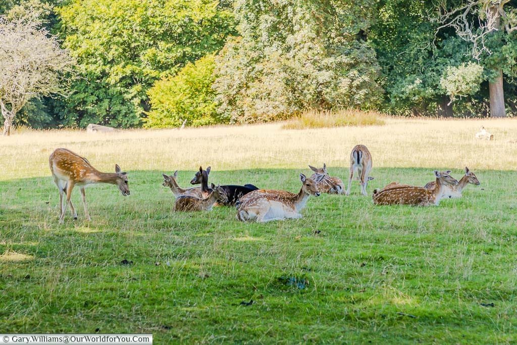 A beautiful day at Knole Park in Sevenoaks - Our World for You
