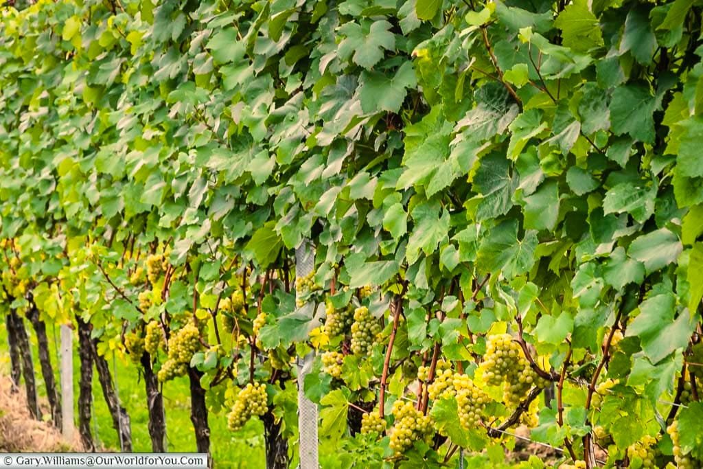 Visiting Gusbourne Estate winery, Kent - Our World for You