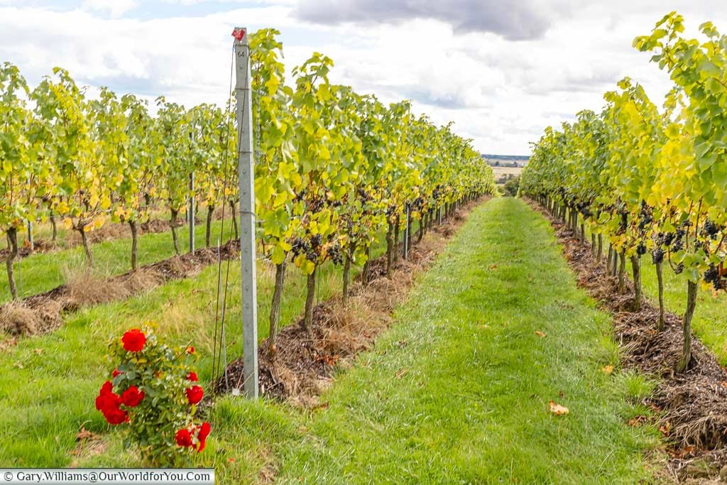 Visiting Gusbourne Estate winery, Kent - Our World for You