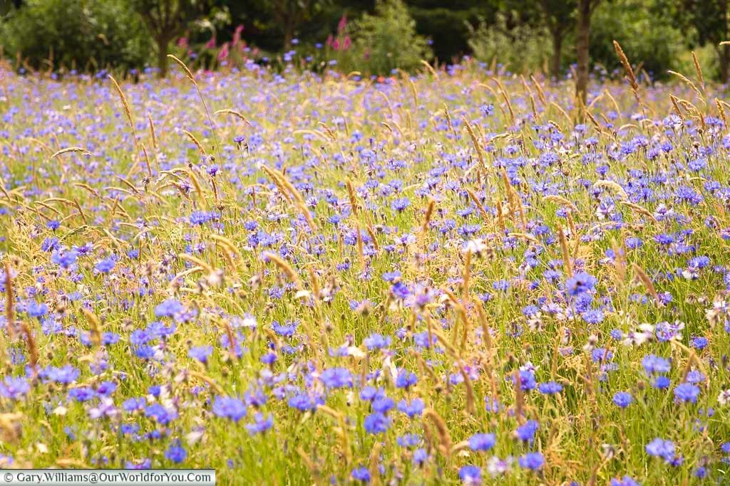 Visiting Emmetts Garden in Kent - Our World for You
